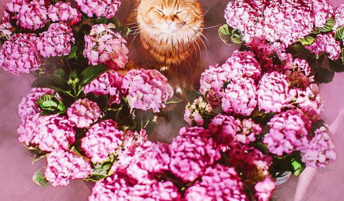 Découvrez Ginger, le chat roux tellement magnifique qu'il a son ...