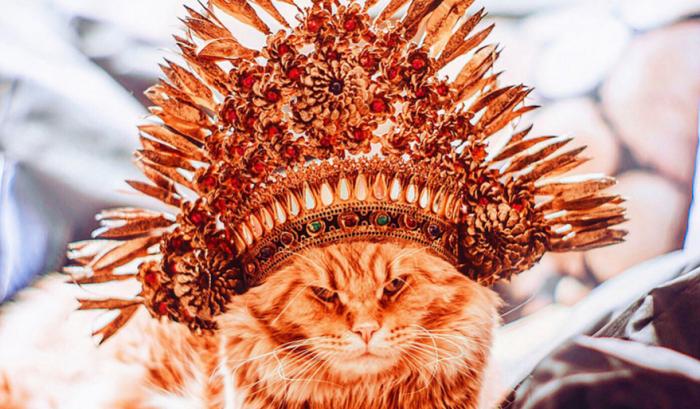 Découvrez Ginger, le chat roux tellement magnifique qu'il a son ...