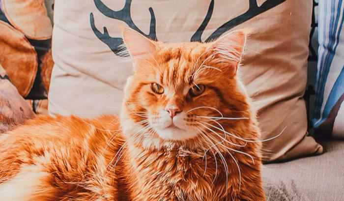 Découvrez Ginger, le chat roux tellement magnifique qu'il a son ...
