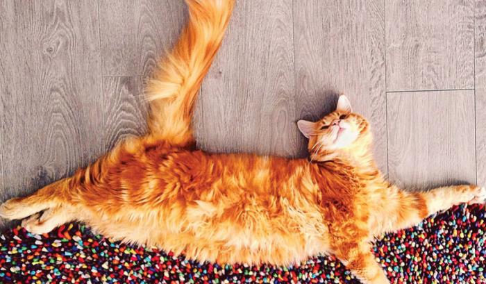 Découvrez Ginger, le chat roux tellement magnifique qu'il a son ...